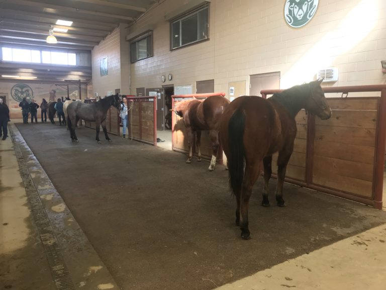 Polylast Floor at Colorado State University Equine Center - Polylast ...